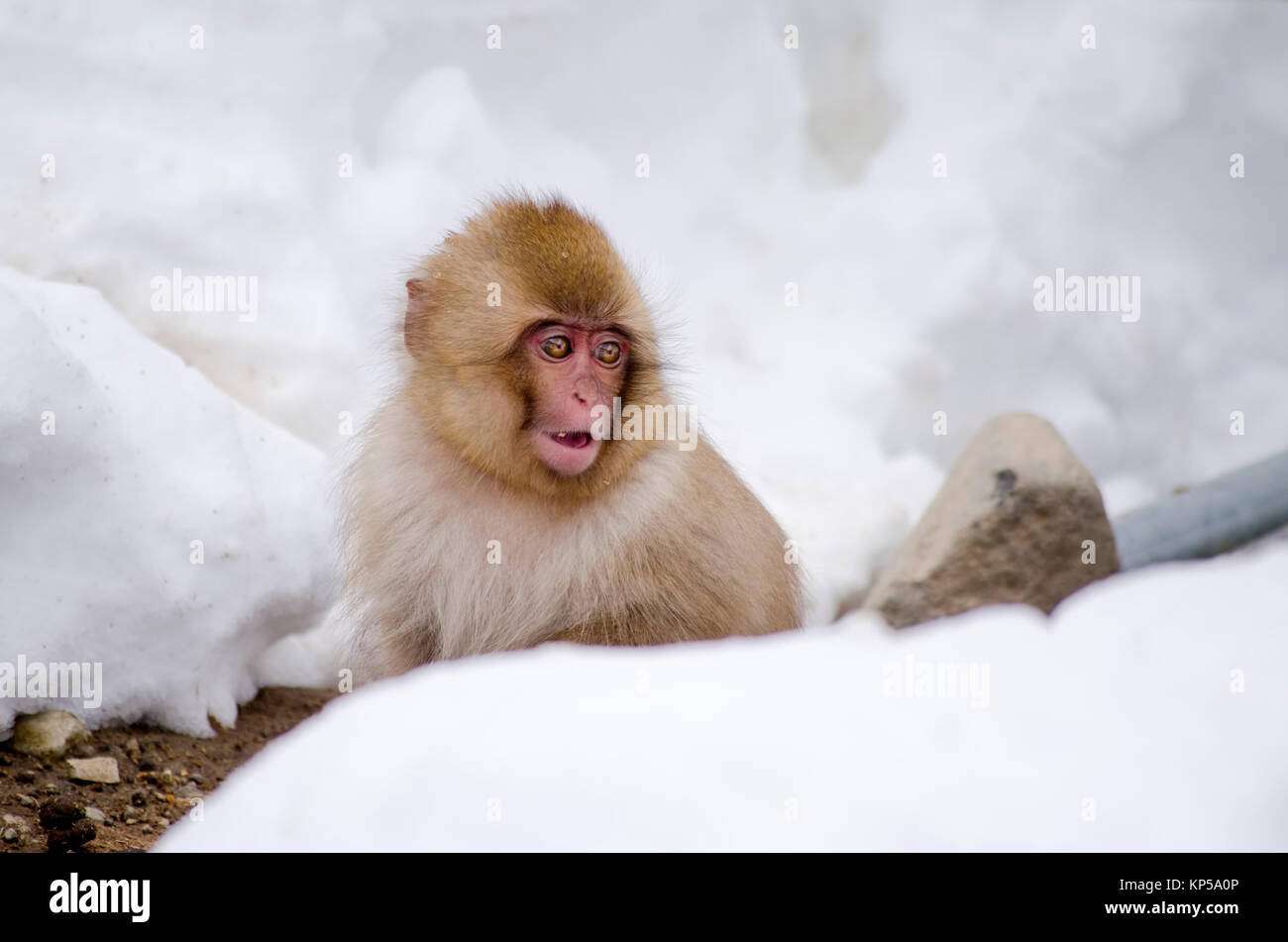 Japanese Macaque Snow Monkeys by Hot Springs Stock Photo - Alamy