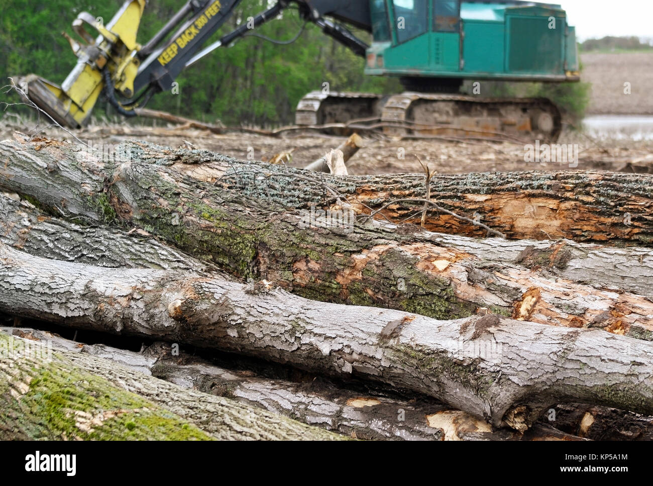 Trees that have been felled and cut into logs to clear land for new ...