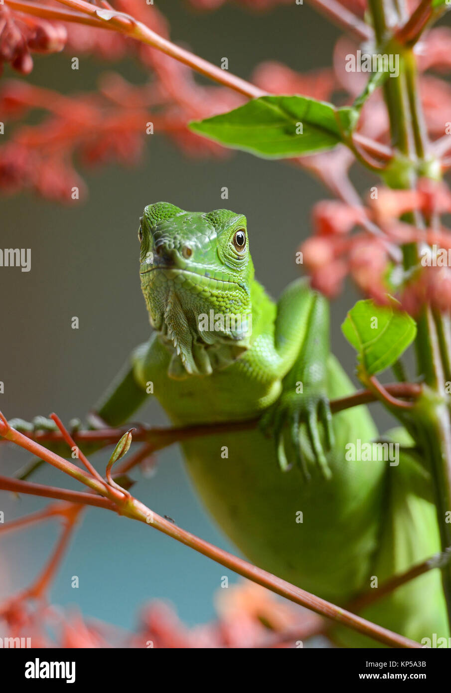 Green lizard staring at the camera over a branch Stock Photo - Alamy