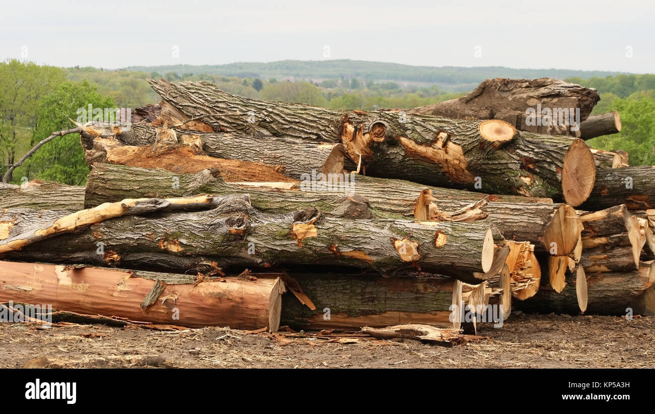 Trees that have been felled and cut into logs Stock Photo - Alamy