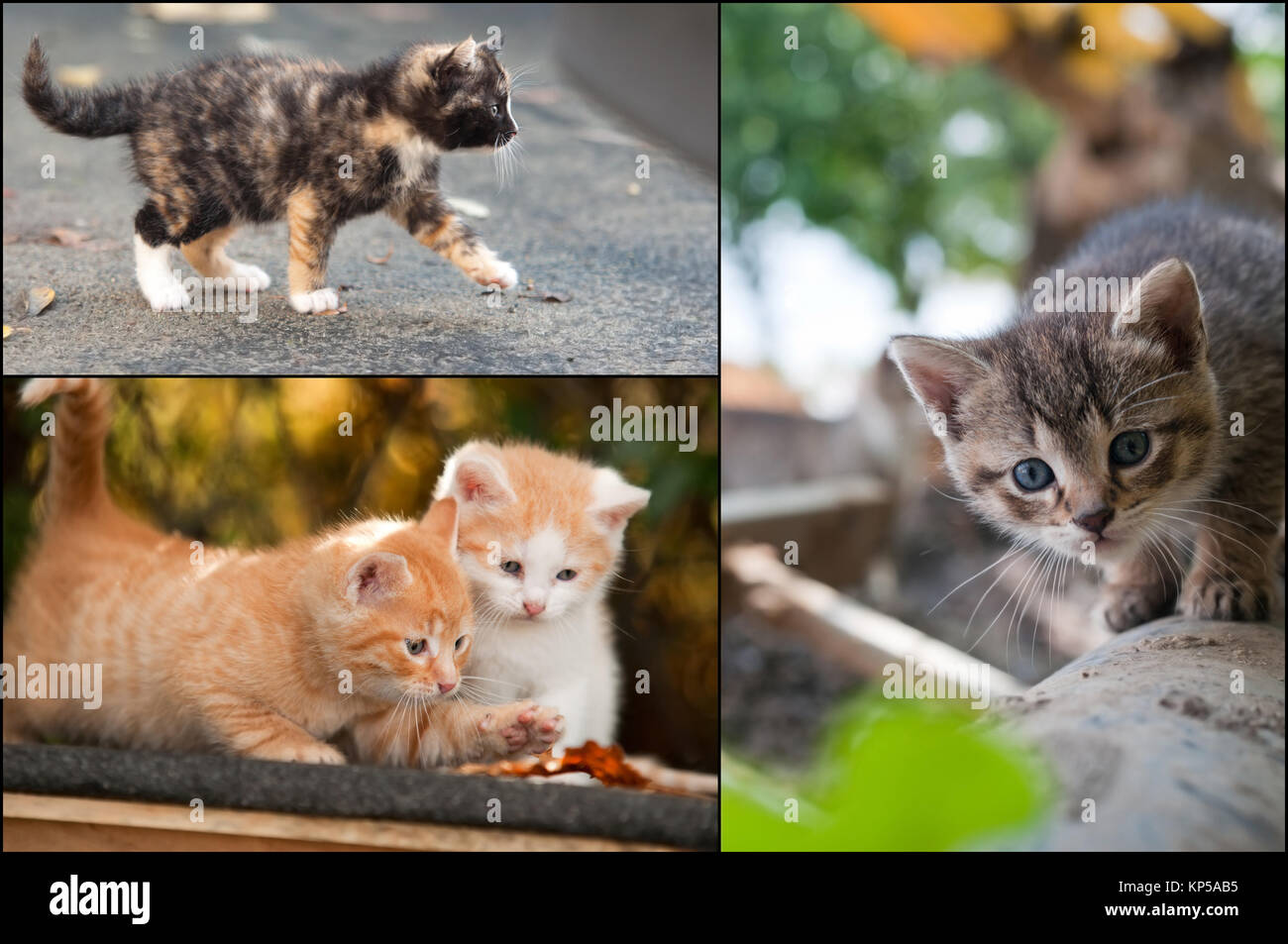 collage of cute little kitten Stock Photo - Alamy