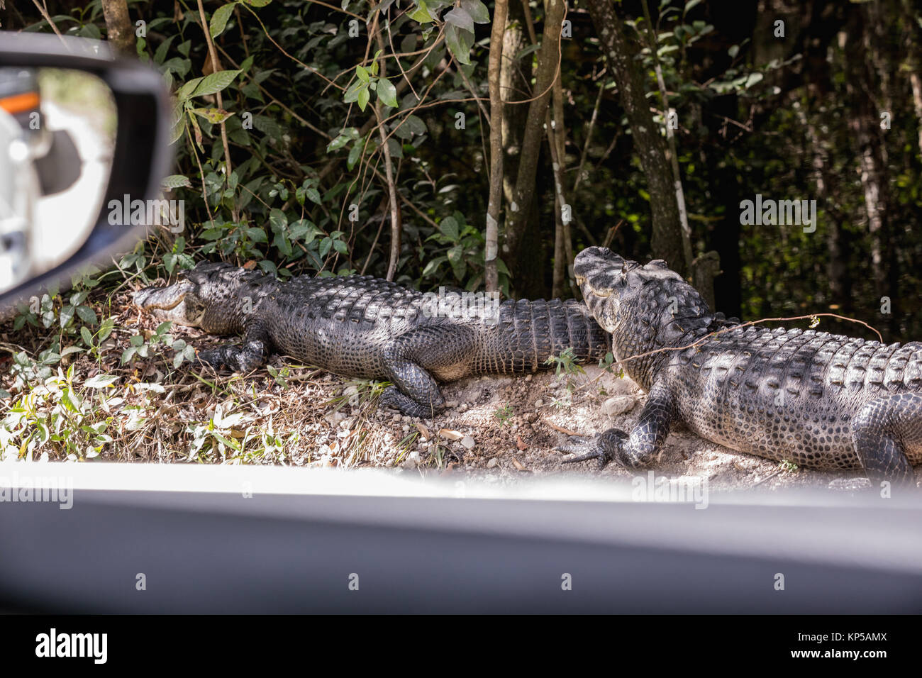 American Alligator Resting Near Road. Two alligators lying on the road ...
