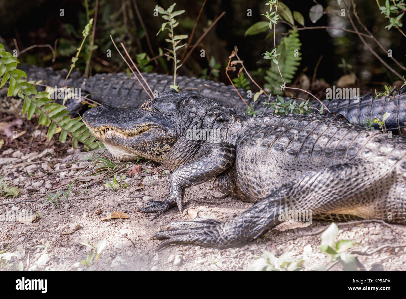American Alligator Resting Near Road. Two alligators lying on the road ...