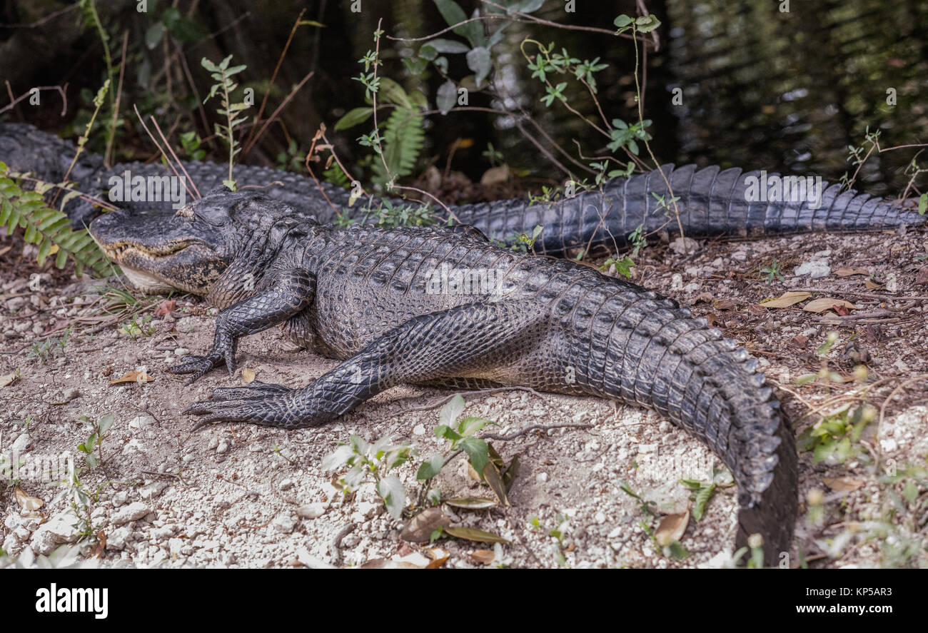 American Alligator Resting Near Road. Two alligators lying on the road ...