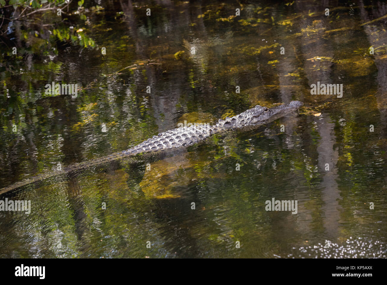 Alligators swims in swamp everglades hi-res stock photography and ...