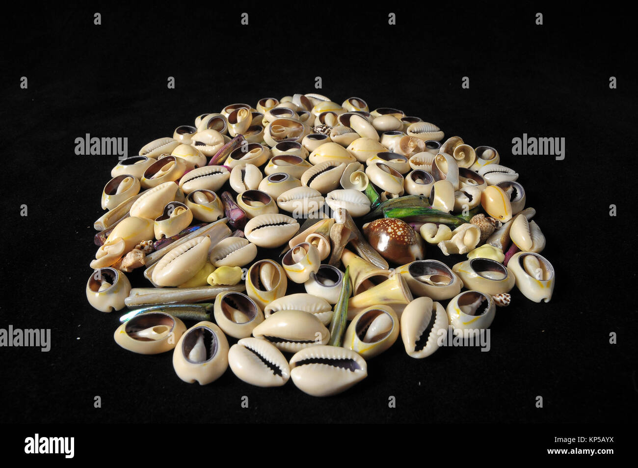 Tusk fish clam hi-res stock photography and images - Alamy