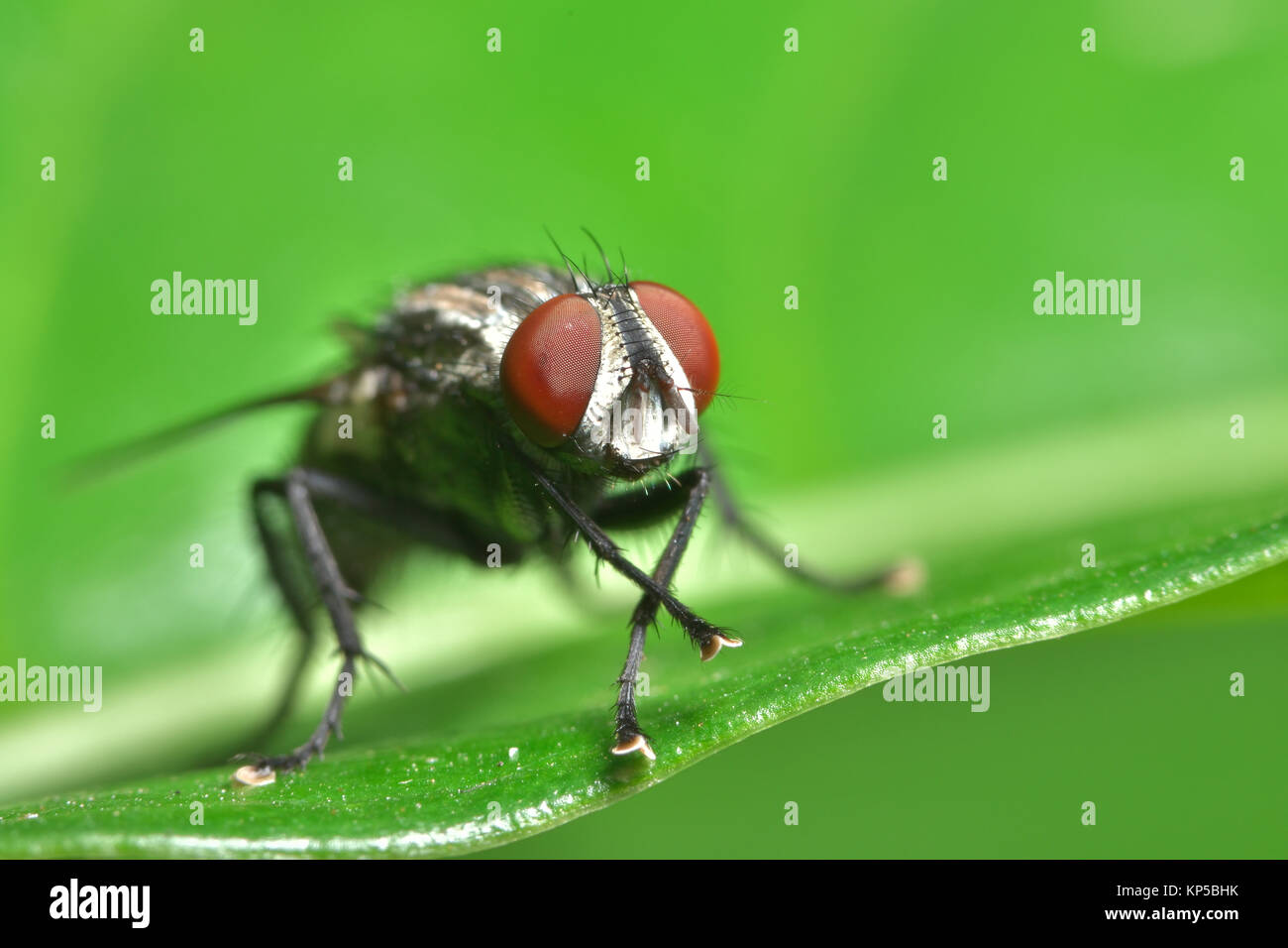 Insect macro closeup hi-res stock photography and images - Alamy