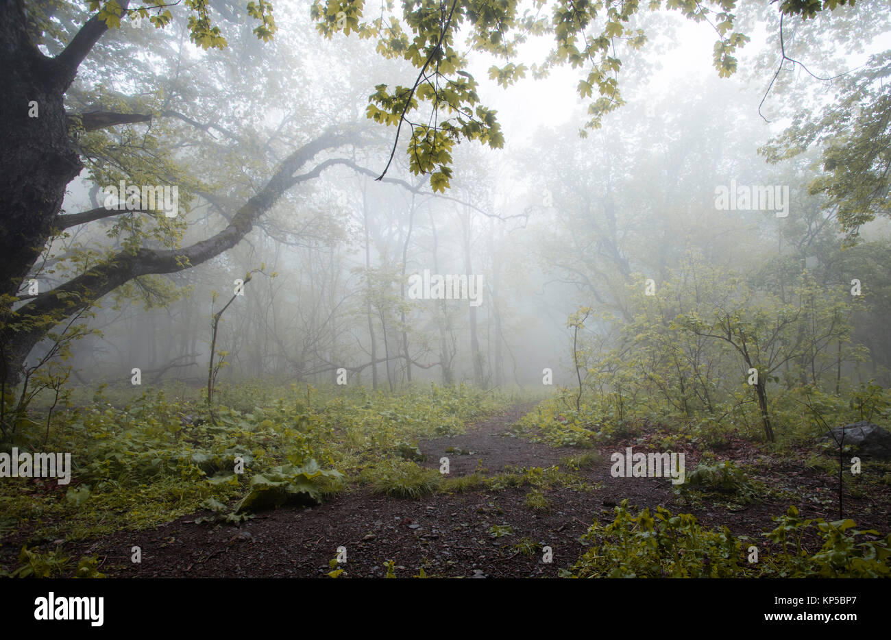 Forest in the fog Stock Photo - Alamy