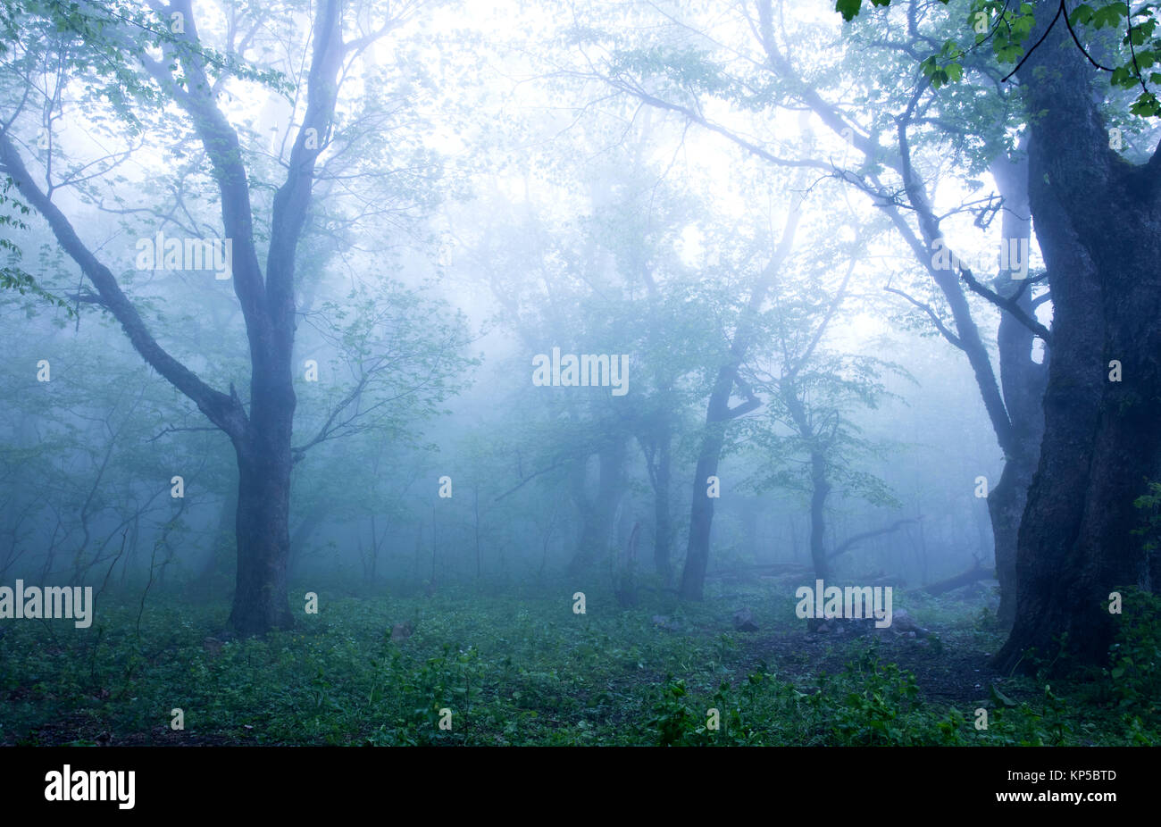 Forest in the fog Stock Photo - Alamy