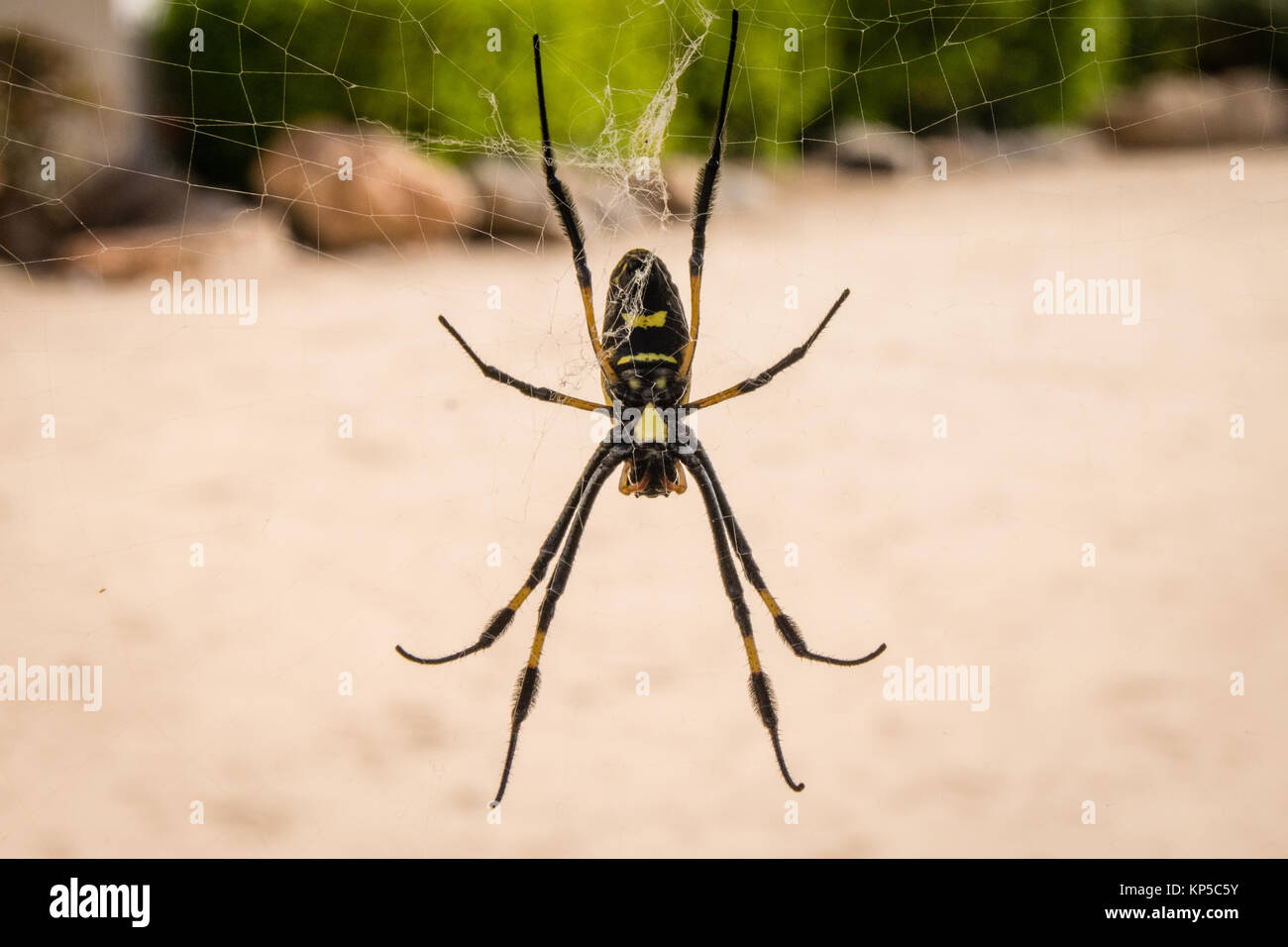 Golden orb silk weaver spider, Cape Verde Islands Stock Photo - Alamy