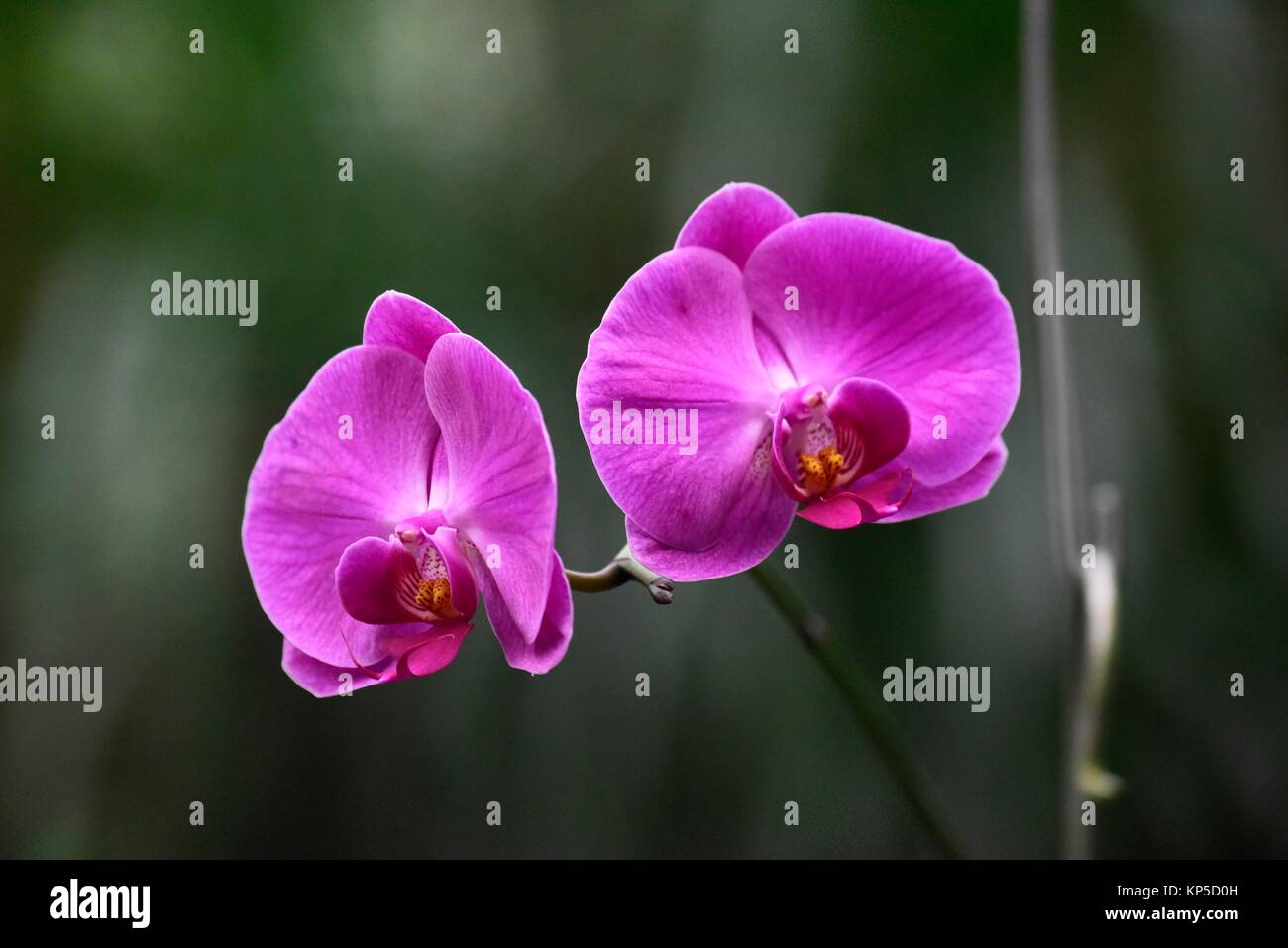 Garden of cuba hi-res stock photography and images - Alamy