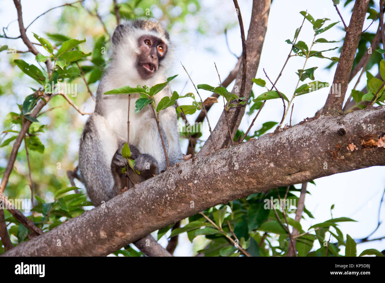 Monkey hunt hi-res stock photography and images - Alamy