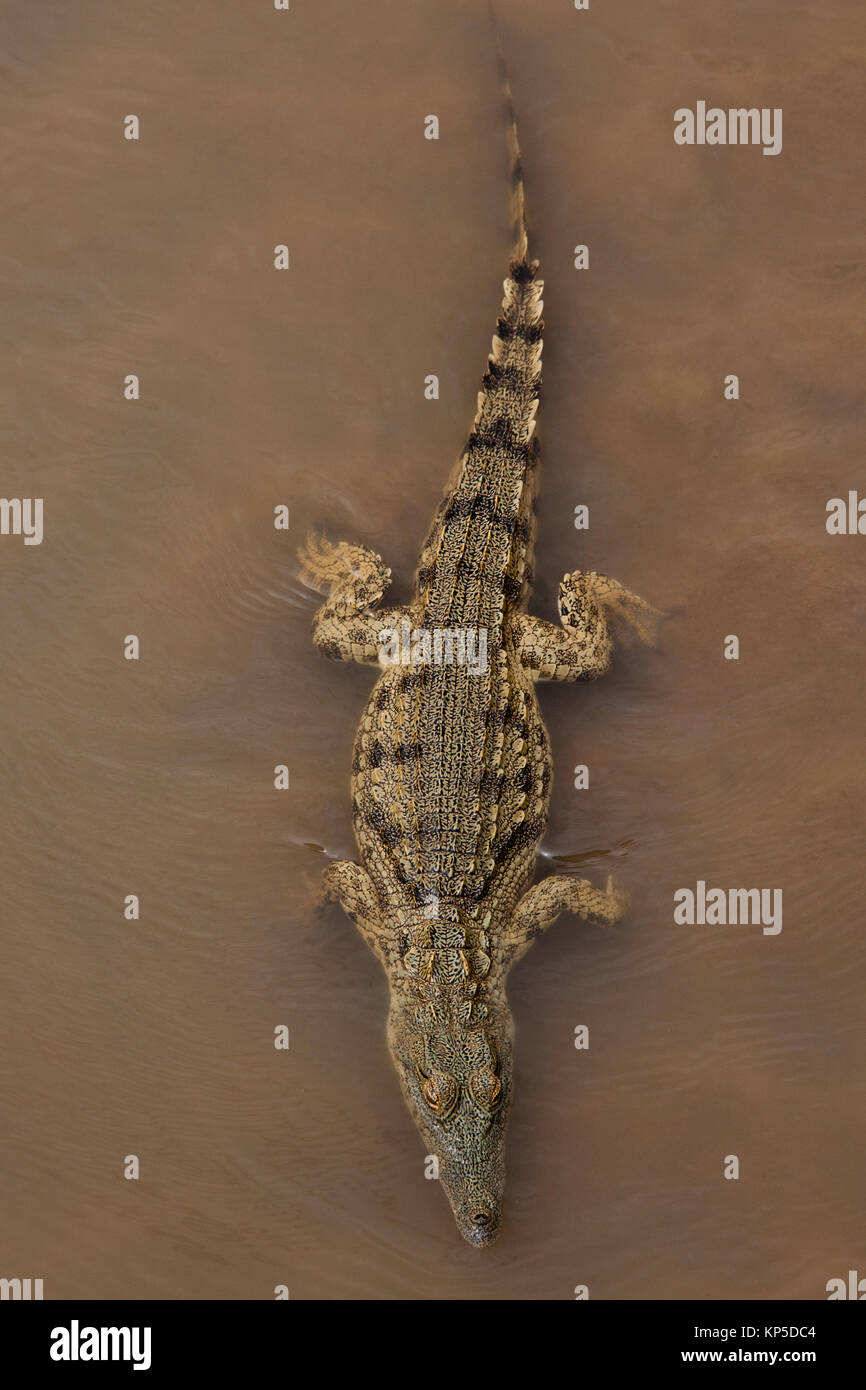 Deadly beast hi-res stock photography and images - Alamy