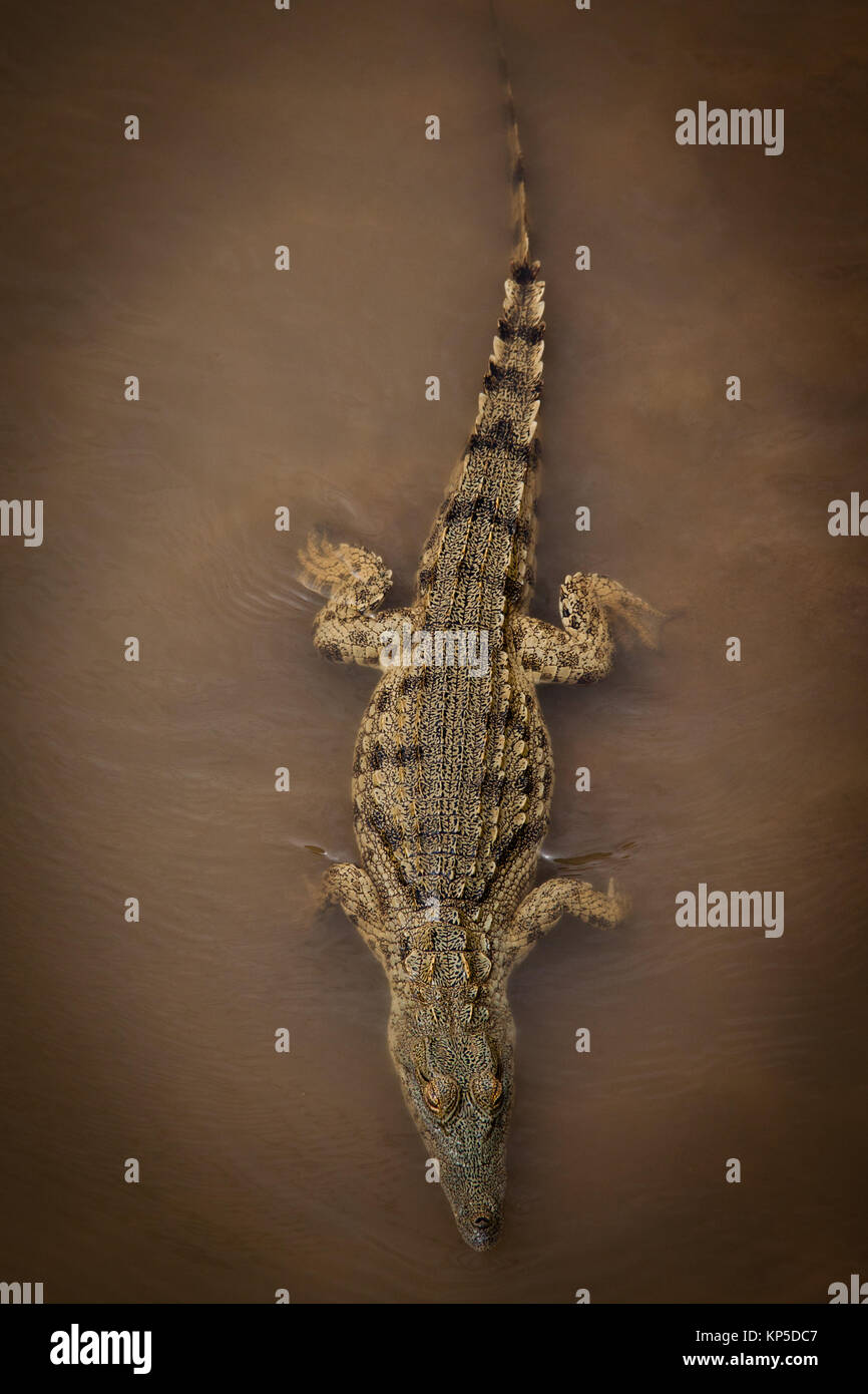 Deadly beast hi-res stock photography and images - Alamy