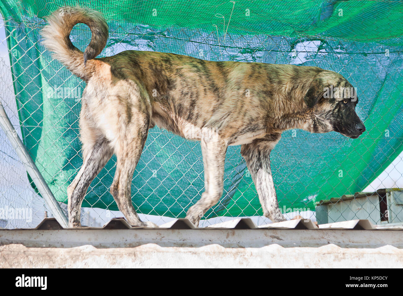 Striped spanish mastiff dog Stock Photo - Alamy