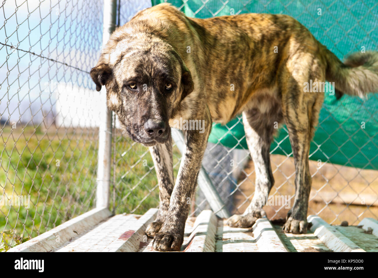 Striped spanish mastiff dog Stock Photo - Alamy