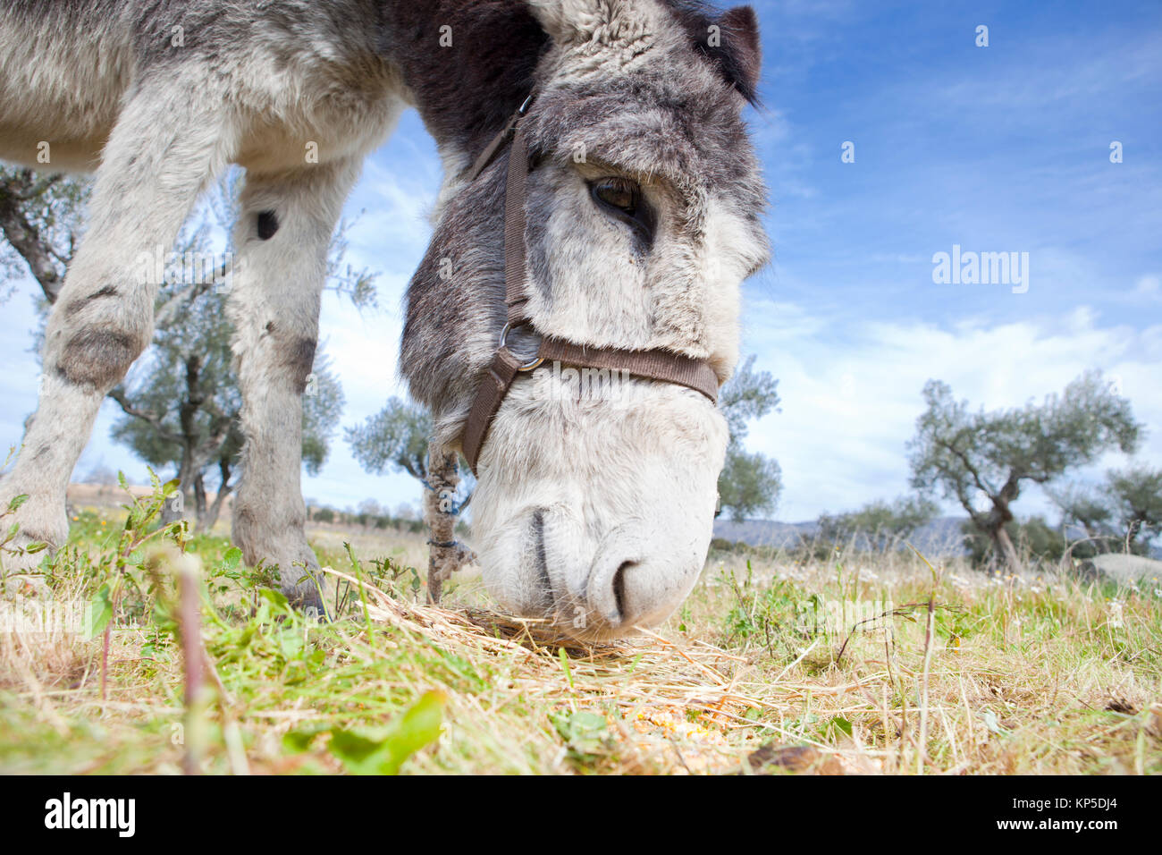Donkey grazing closeup Stock Photo - Alamy