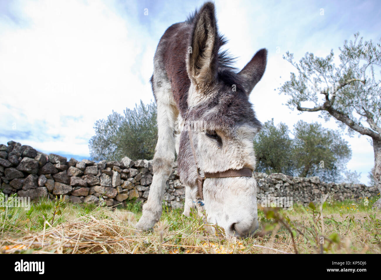 Donkey grazing closeup Stock Photo - Alamy