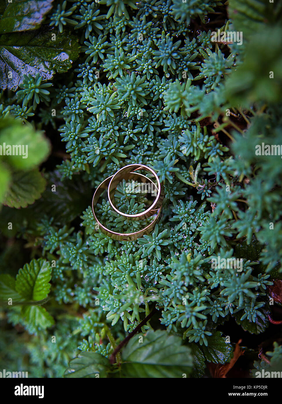 Green plant and wedding rings Stock Photo - Alamy