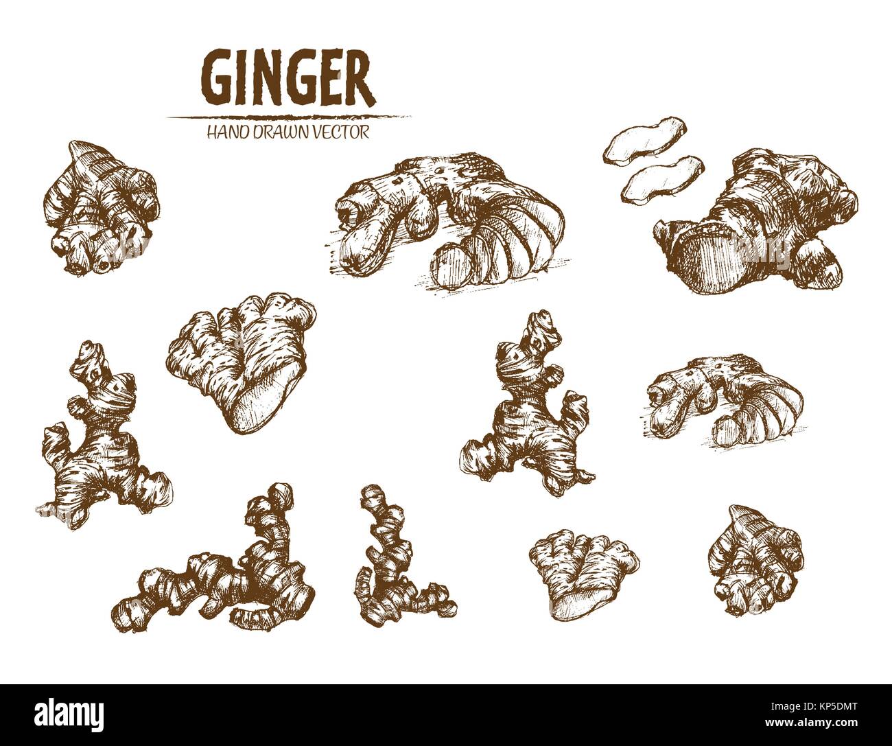 Digital vector detailed line art ginger root hand drawn retro ...
