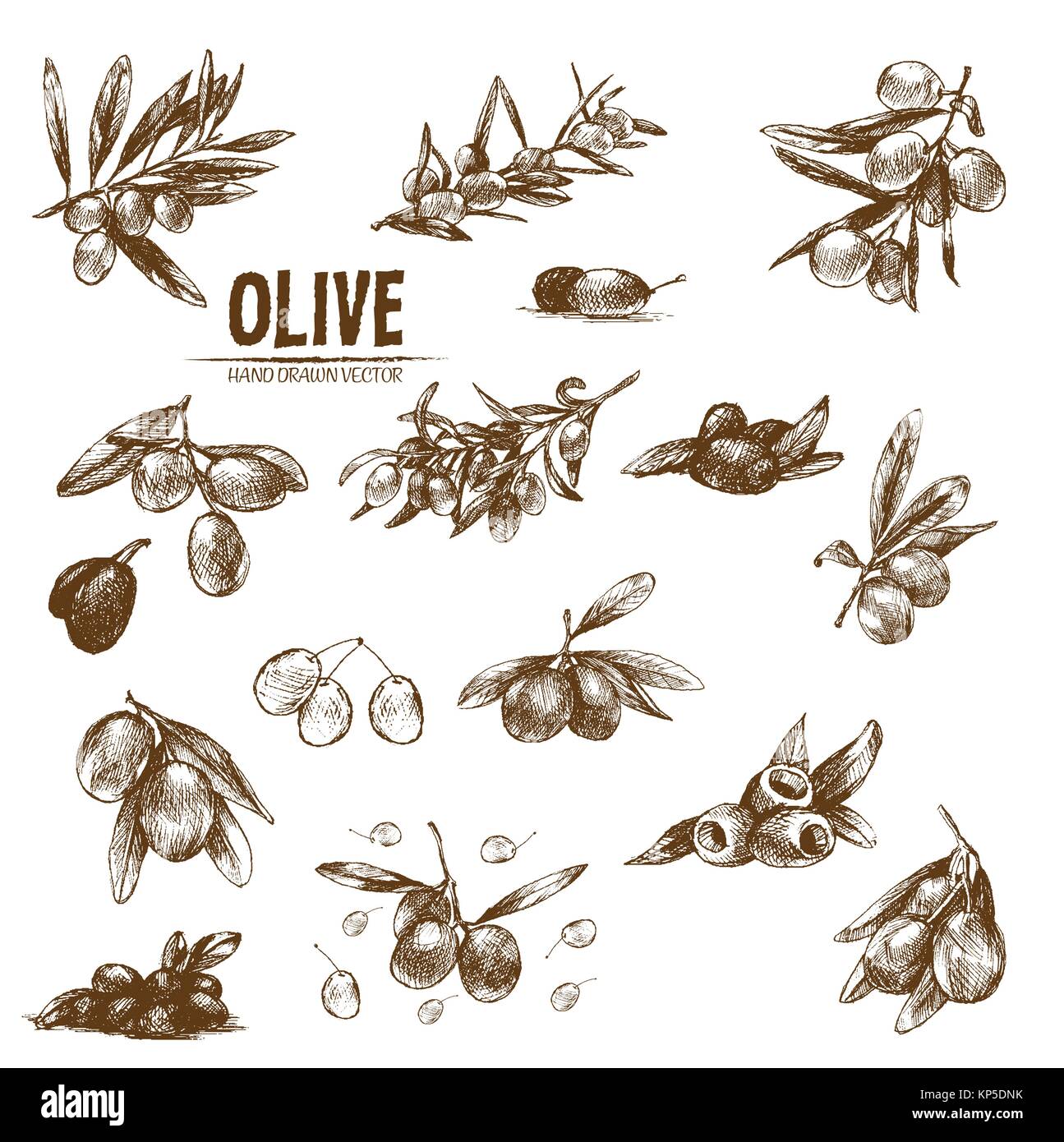 Digital vector detailed line art olive and oil hand drawn retro ...