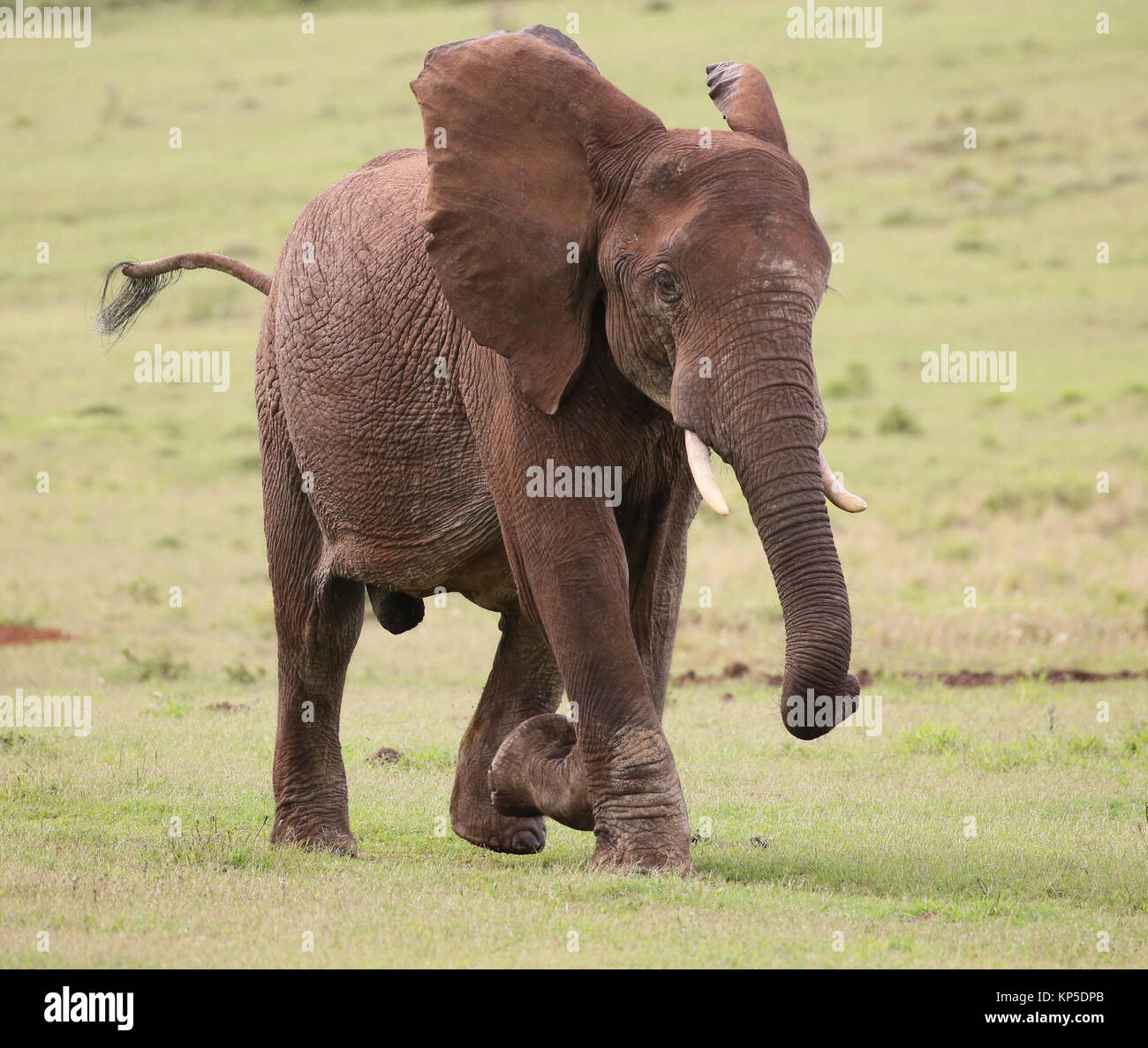 African Elephant Male Stock Photo - Alamy