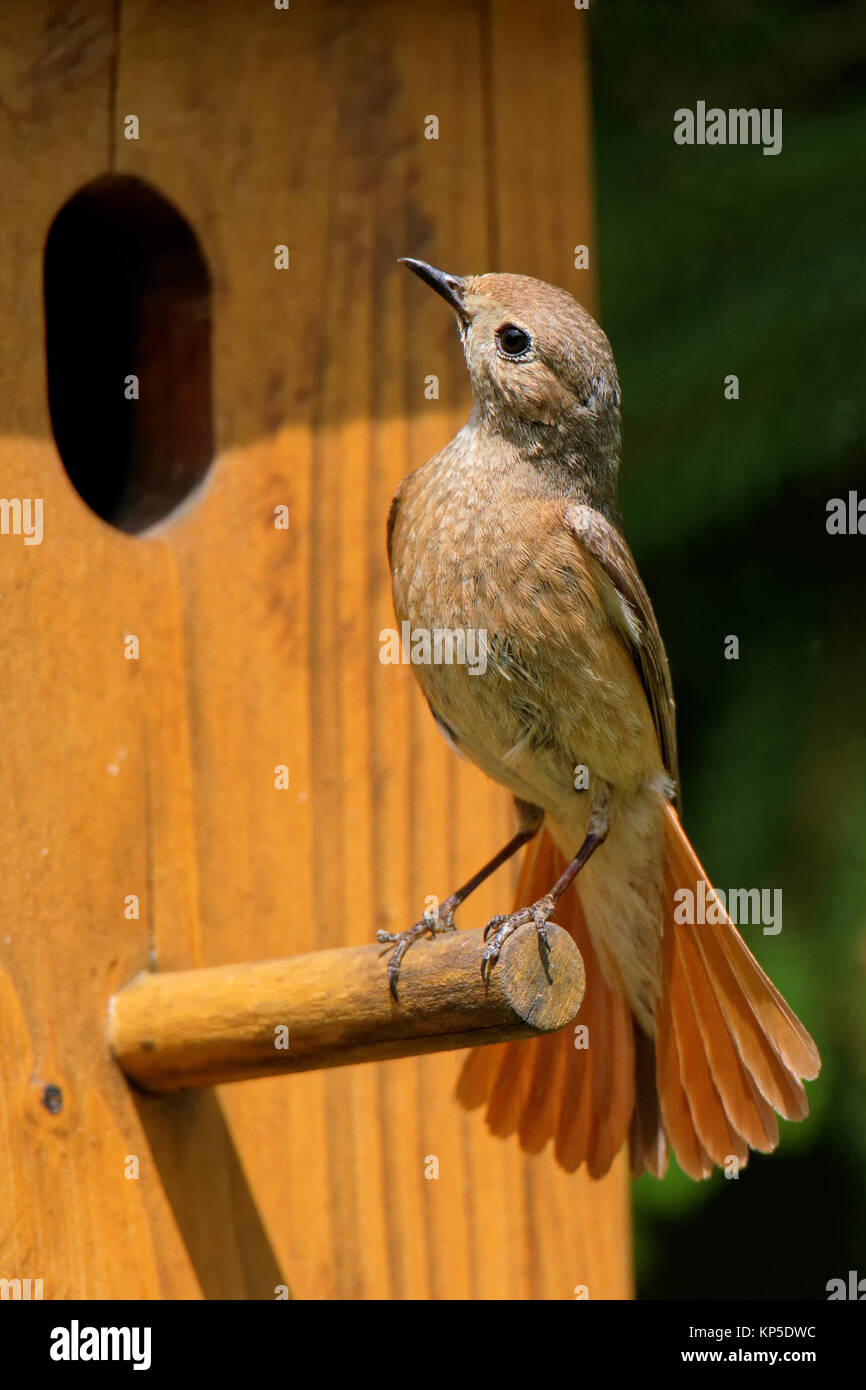 redstart on nest box Stock Photo - Alamy