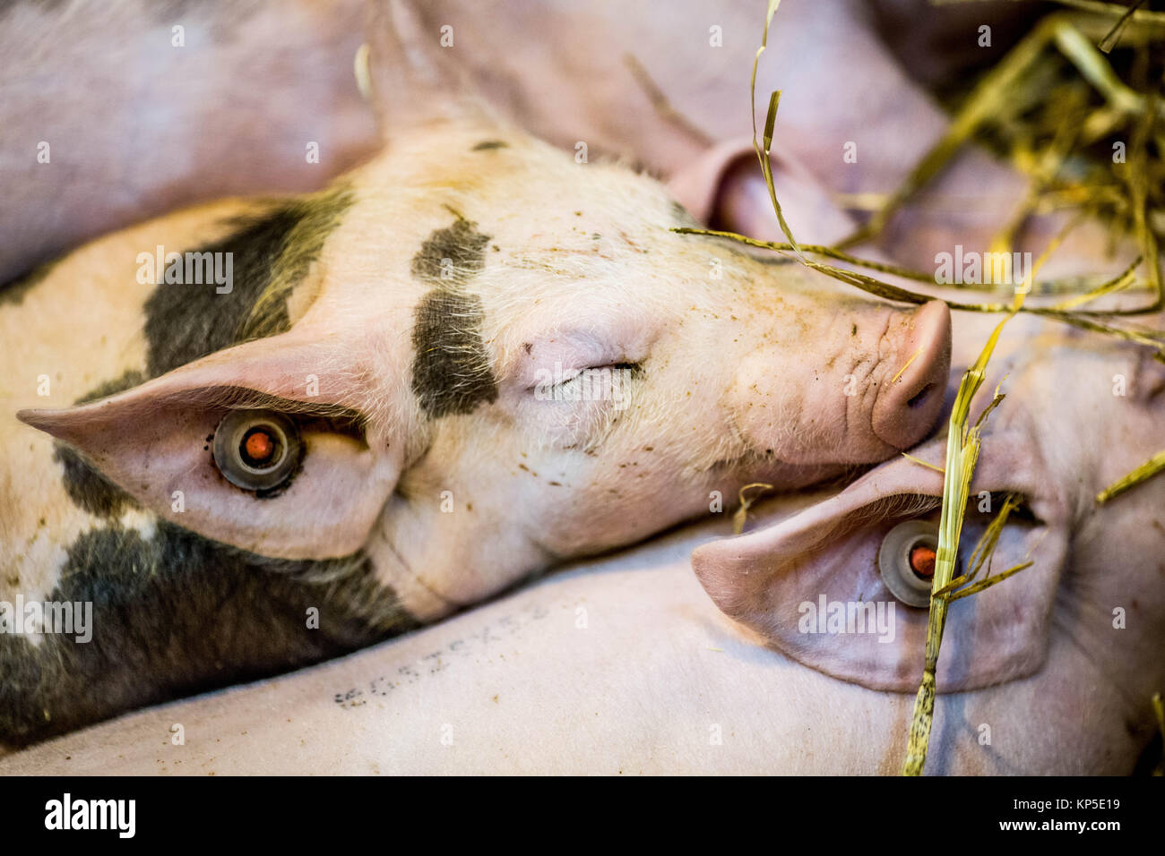 Pigs farming hi-res stock photography and images - Alamy