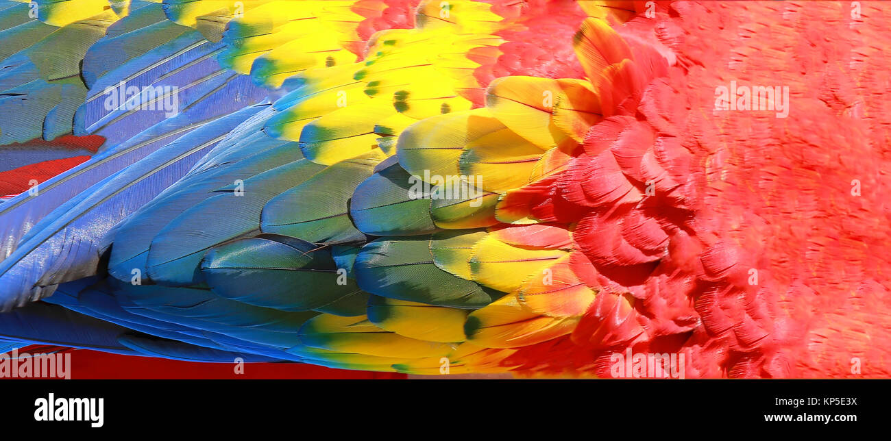 Parrot feathers, red, yellow and blue exotic texture Stock Photo - Alamy