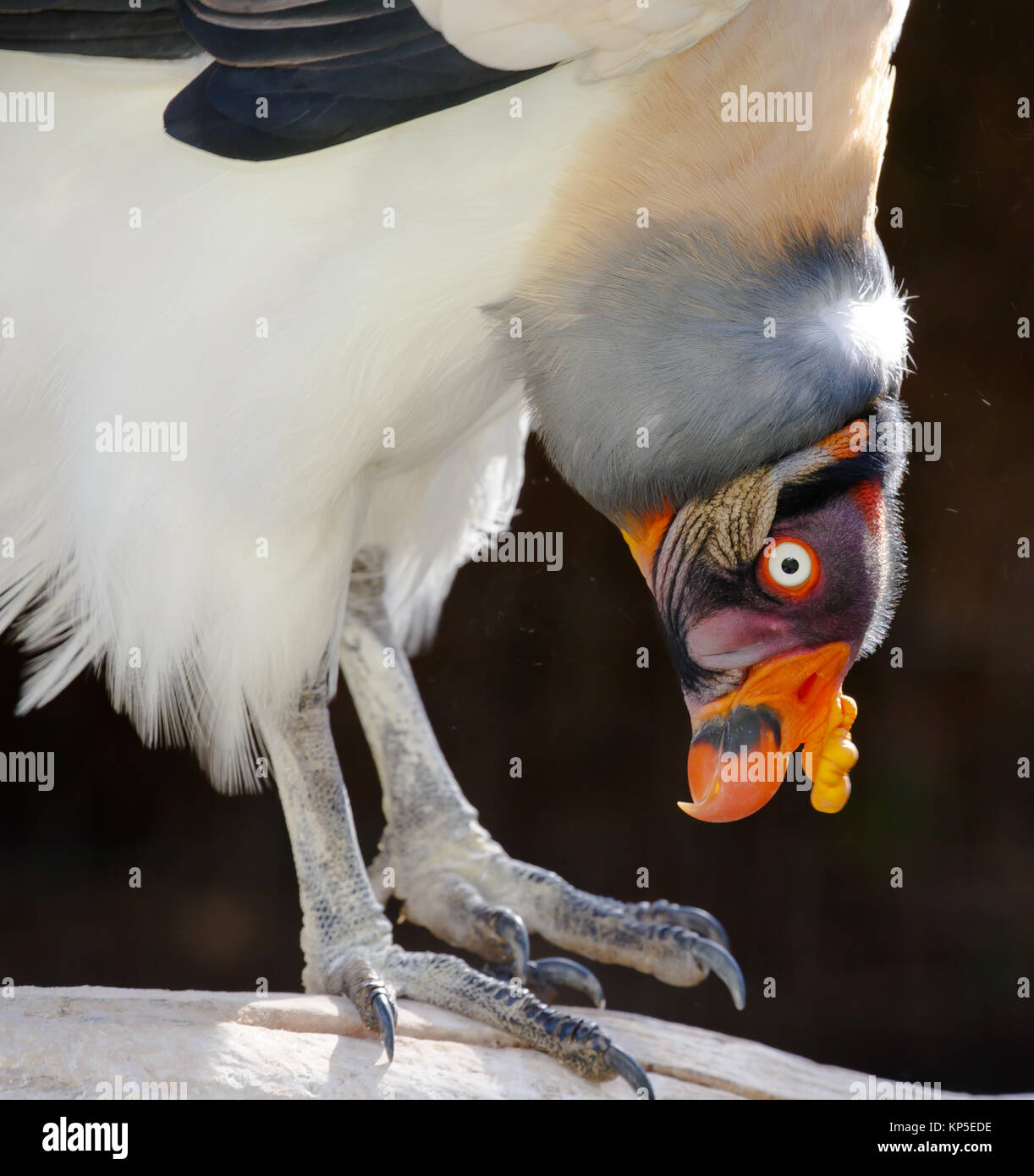 King Vulture Bird Stock Photo - Alamy