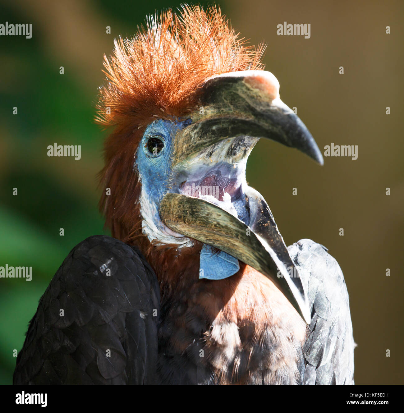 Black casqued hornbill hi-res stock photography and images - Alamy
