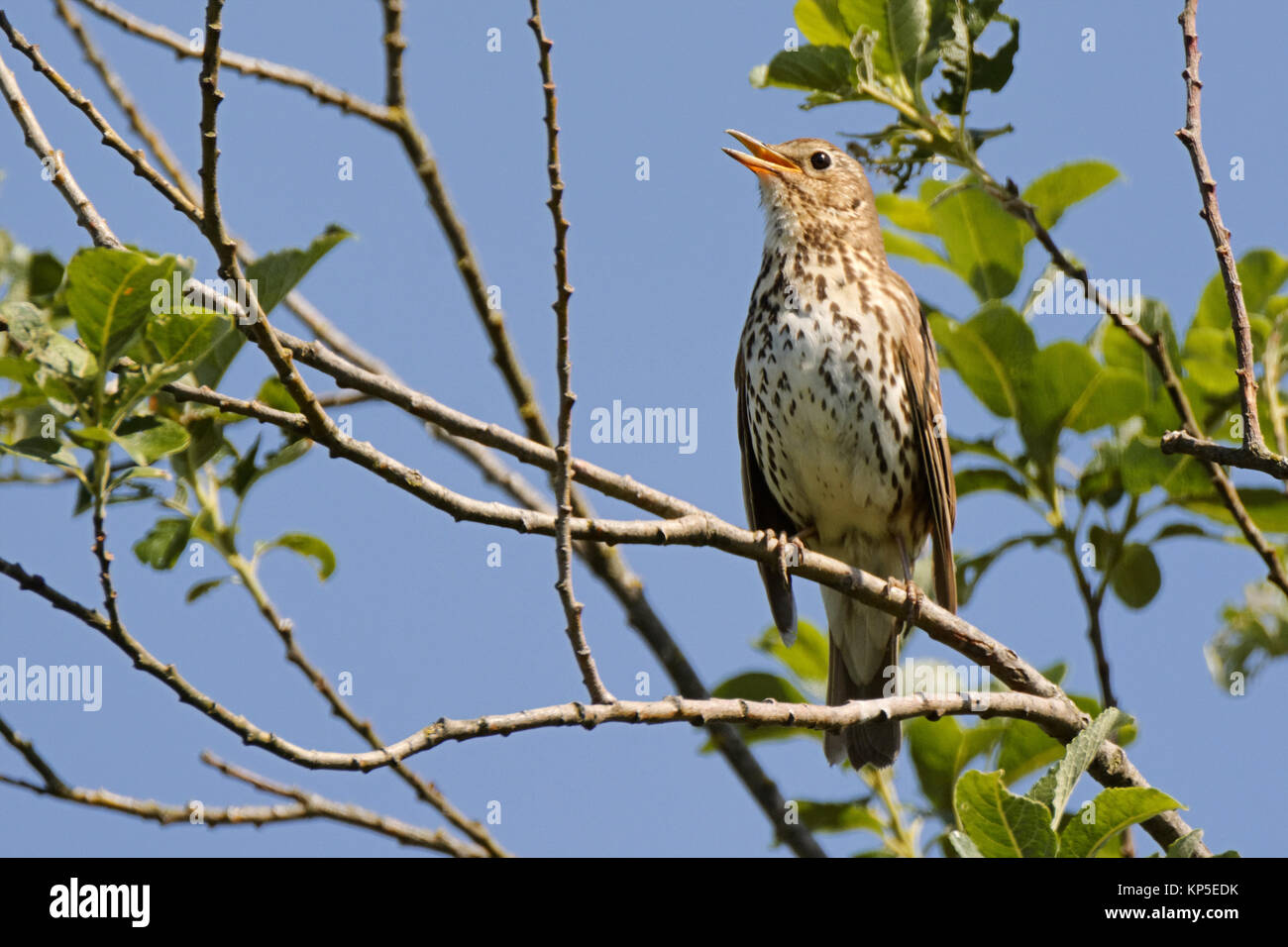 song thrush in spring Stock Photo - Alamy