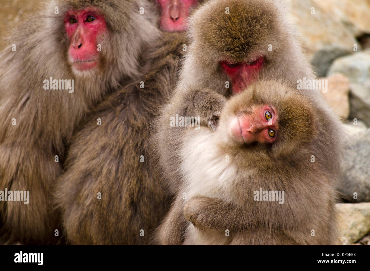 Japanese Macaque Snow Monkeys by Hot Springs Stock Photo - Alamy