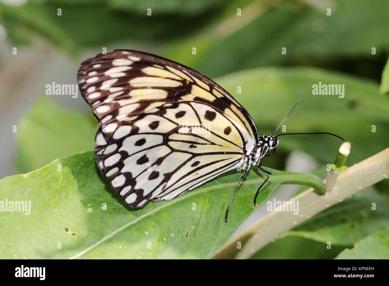 Butterfly White Tree Nymph Stock Photo - Alamy