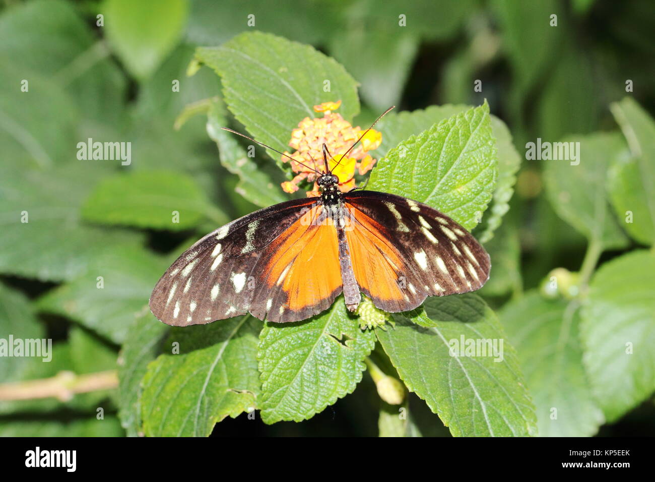 golden hecale butterfly - longwing Stock Photo - Alamy