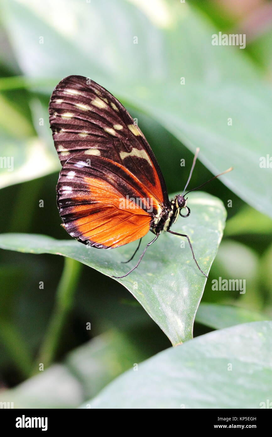 golden hecale butterfly - longwing Stock Photo - Alamy