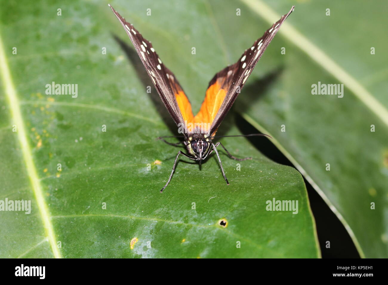 golden hecale butterfly - longwing Stock Photo - Alamy