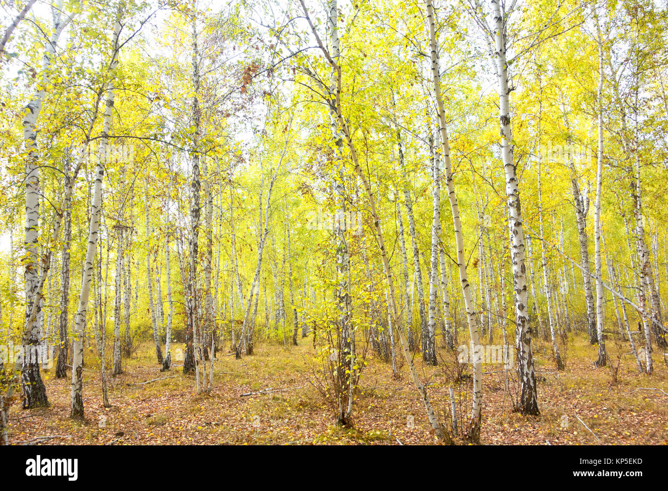 autumn birch forest Stock Photo - Alamy