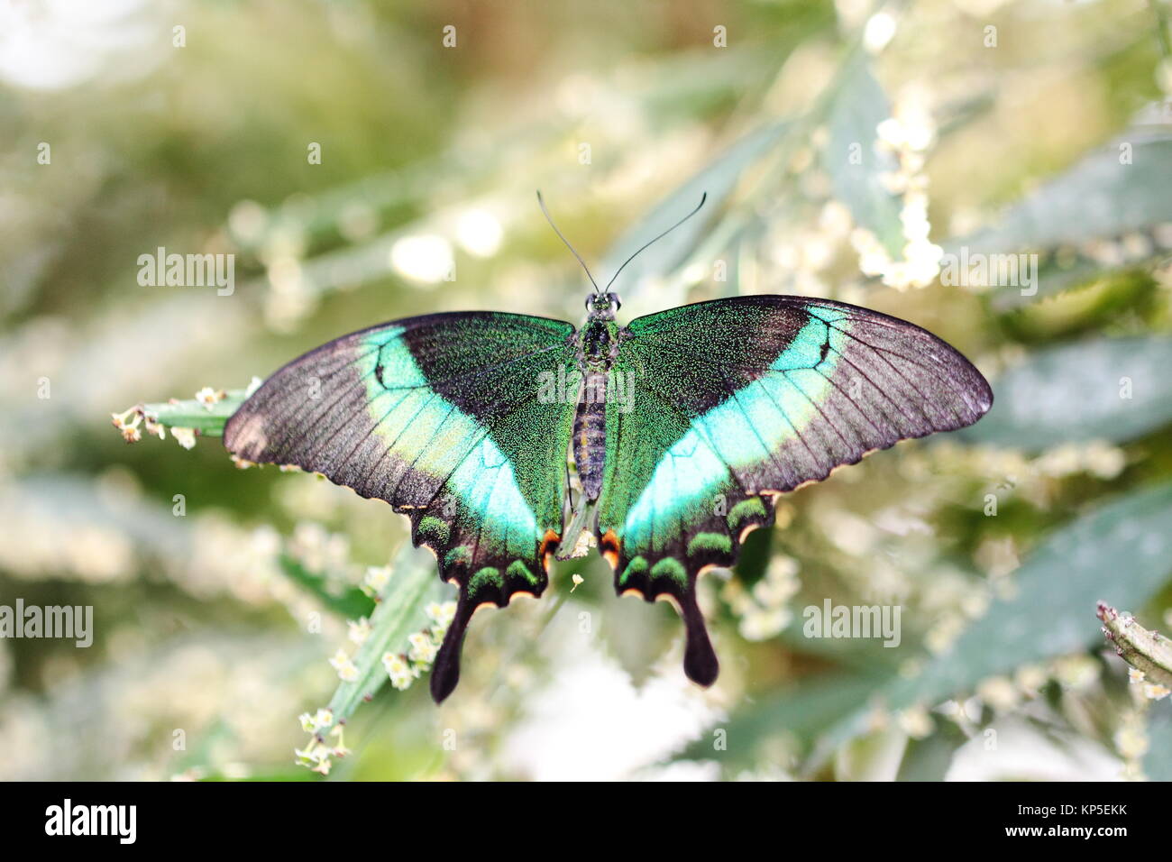 papilio palinurus swallowtail butterfly butterfly house mainau Stock ...