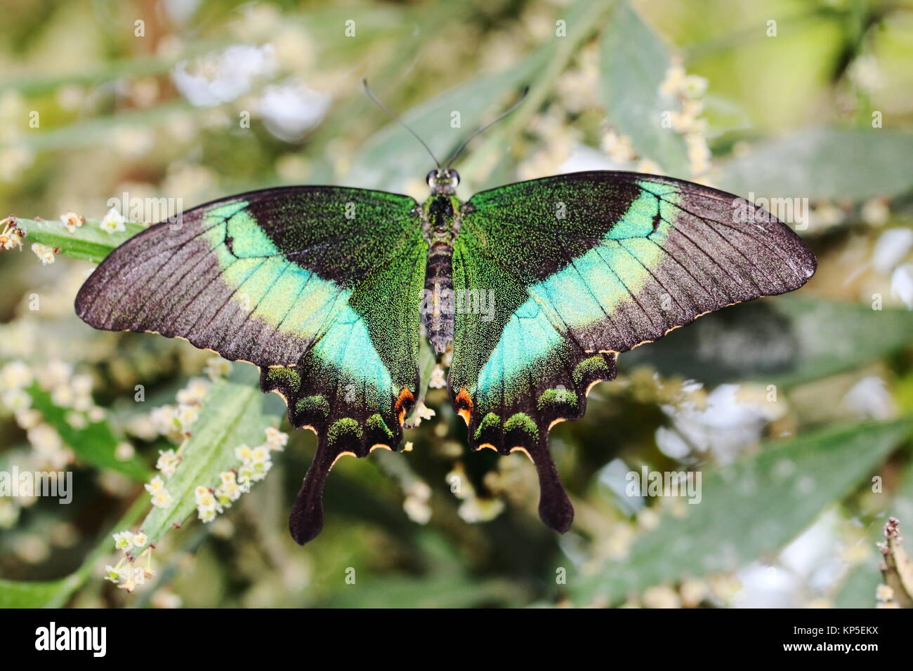 papilio palinurus swallowtail butterfly butterfly house mainau Stock ...