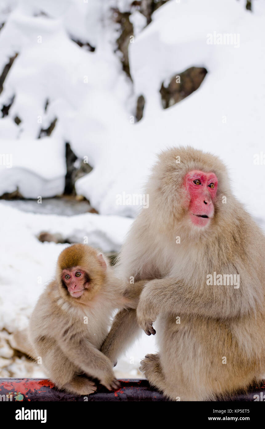 Japanese Macaque Snow Monkeys by Hot Springs Stock Photo - Alamy