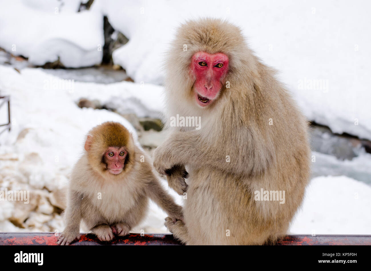 Japanese Macaque Snow Monkeys by Hot Springs Stock Photo - Alamy