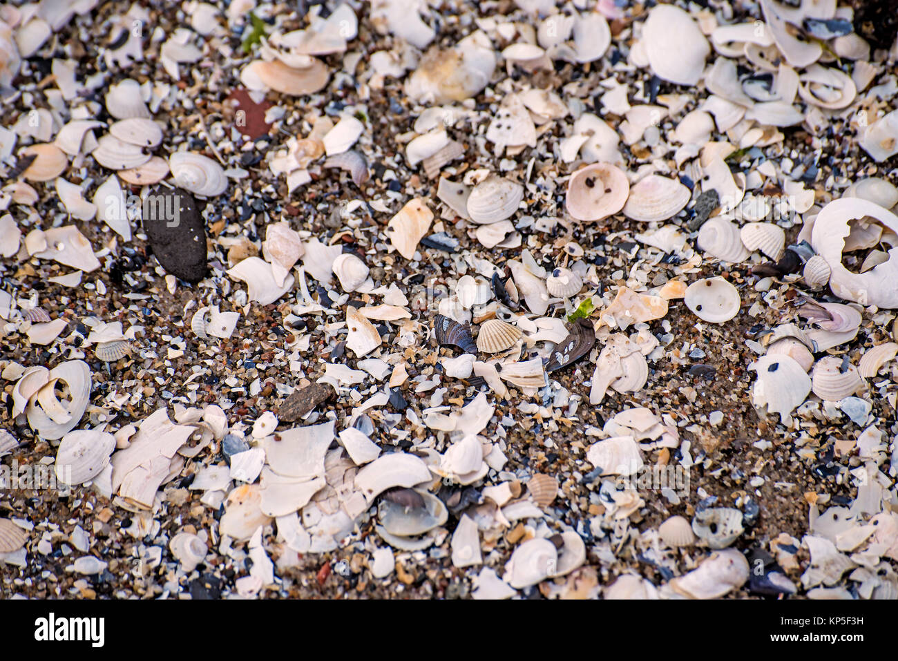 shells on the beach Stock Photo - Alamy