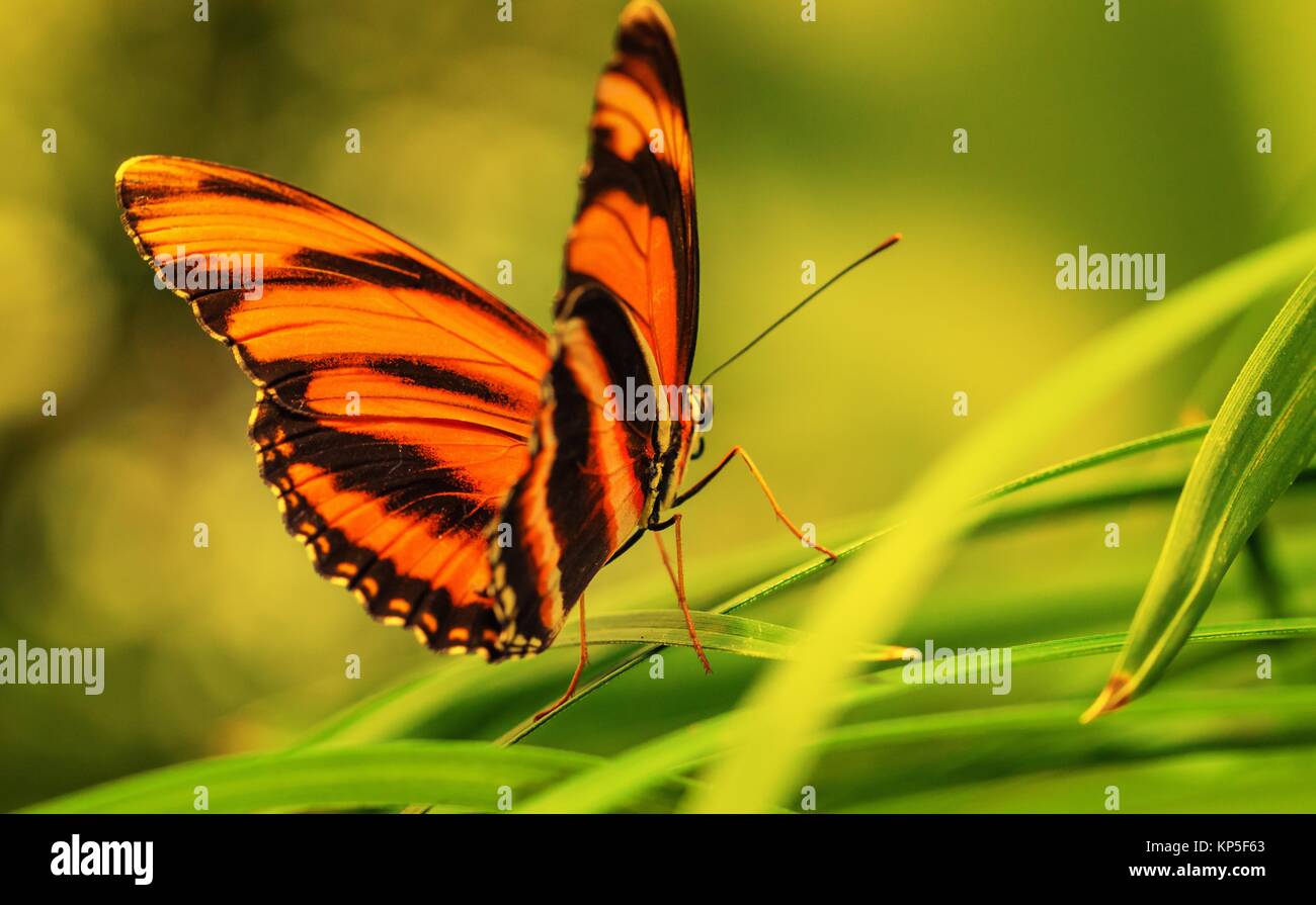 butterfly from behind as macro Stock Photo - Alamy