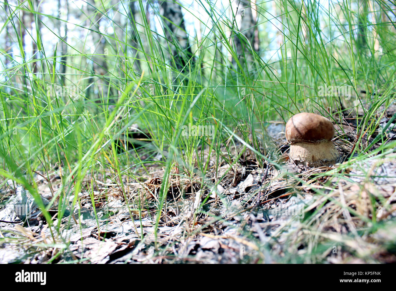 Beautiful cep in moss hi-res stock photography and images - Alamy