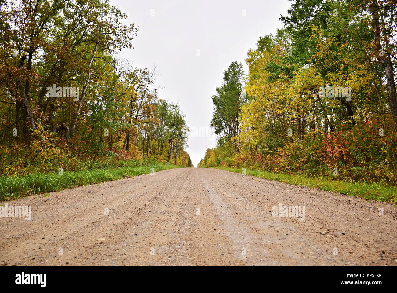 A gravel road passing straight through a forest Stock Photo - Alamy A gravel road passing straight through a forest Stock Photo - Alamy