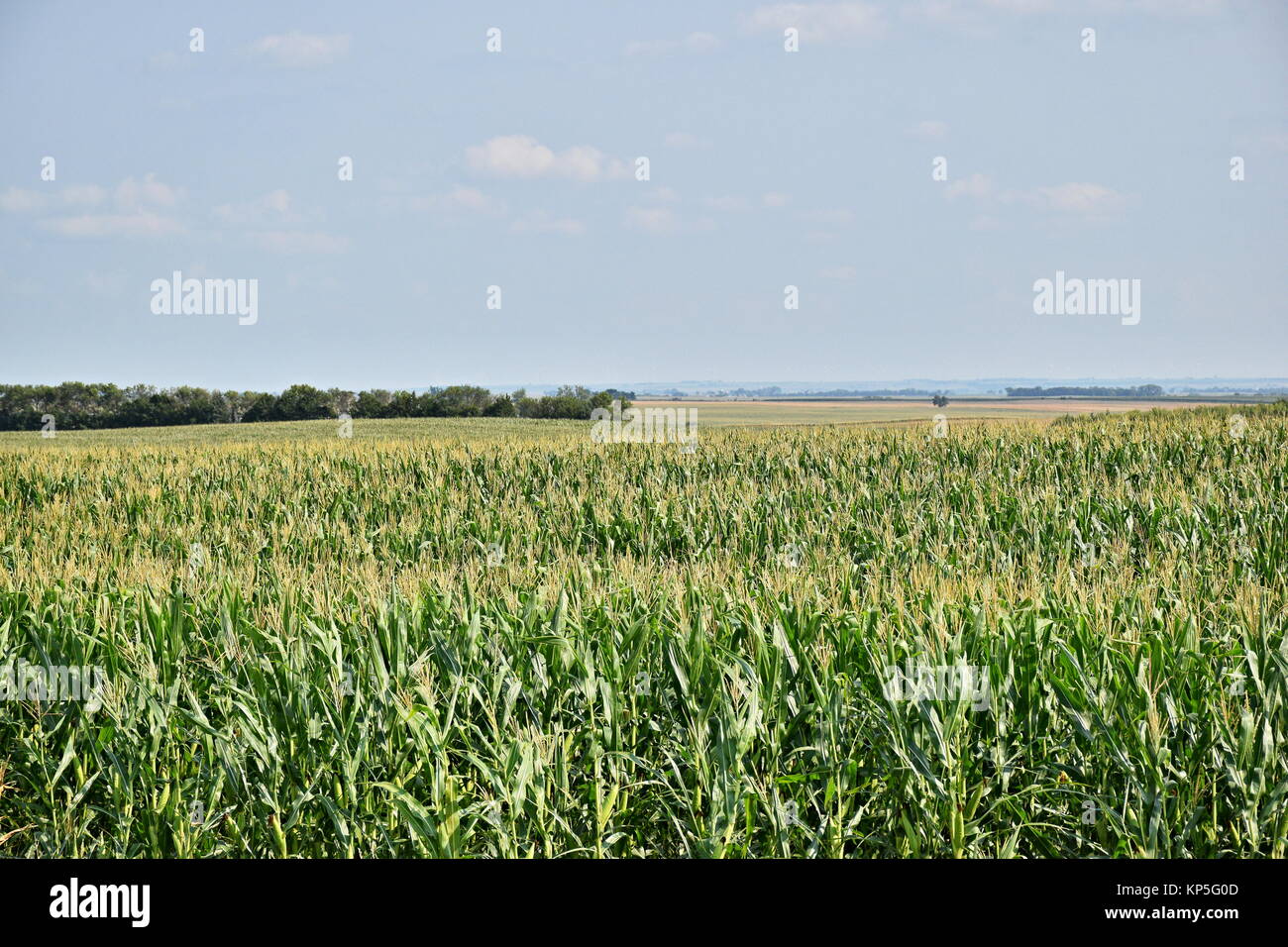 Large Corn field stretching into the distant horizon Stock Photo - Alamy