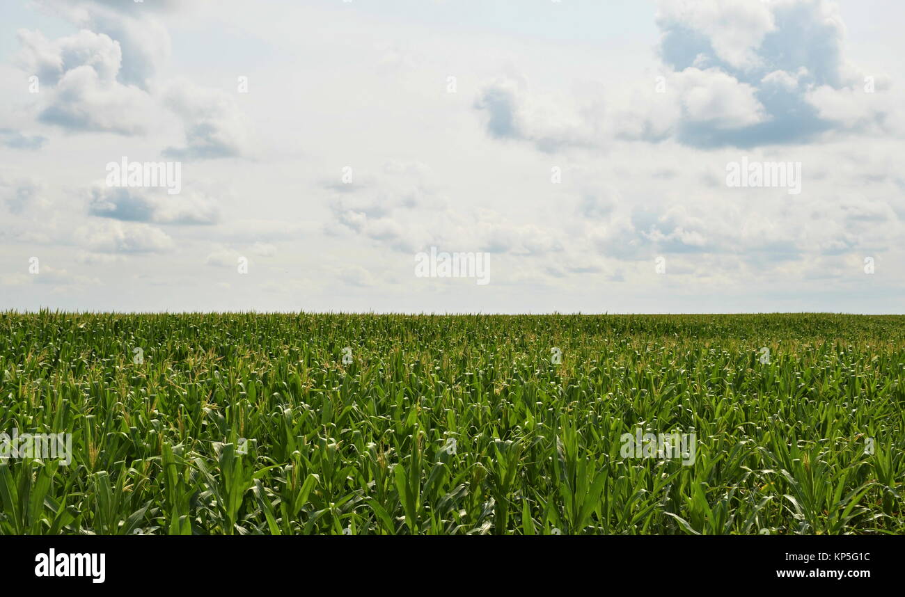 Large Corn field stretching into the distant horizon Stock Photo - Alamy