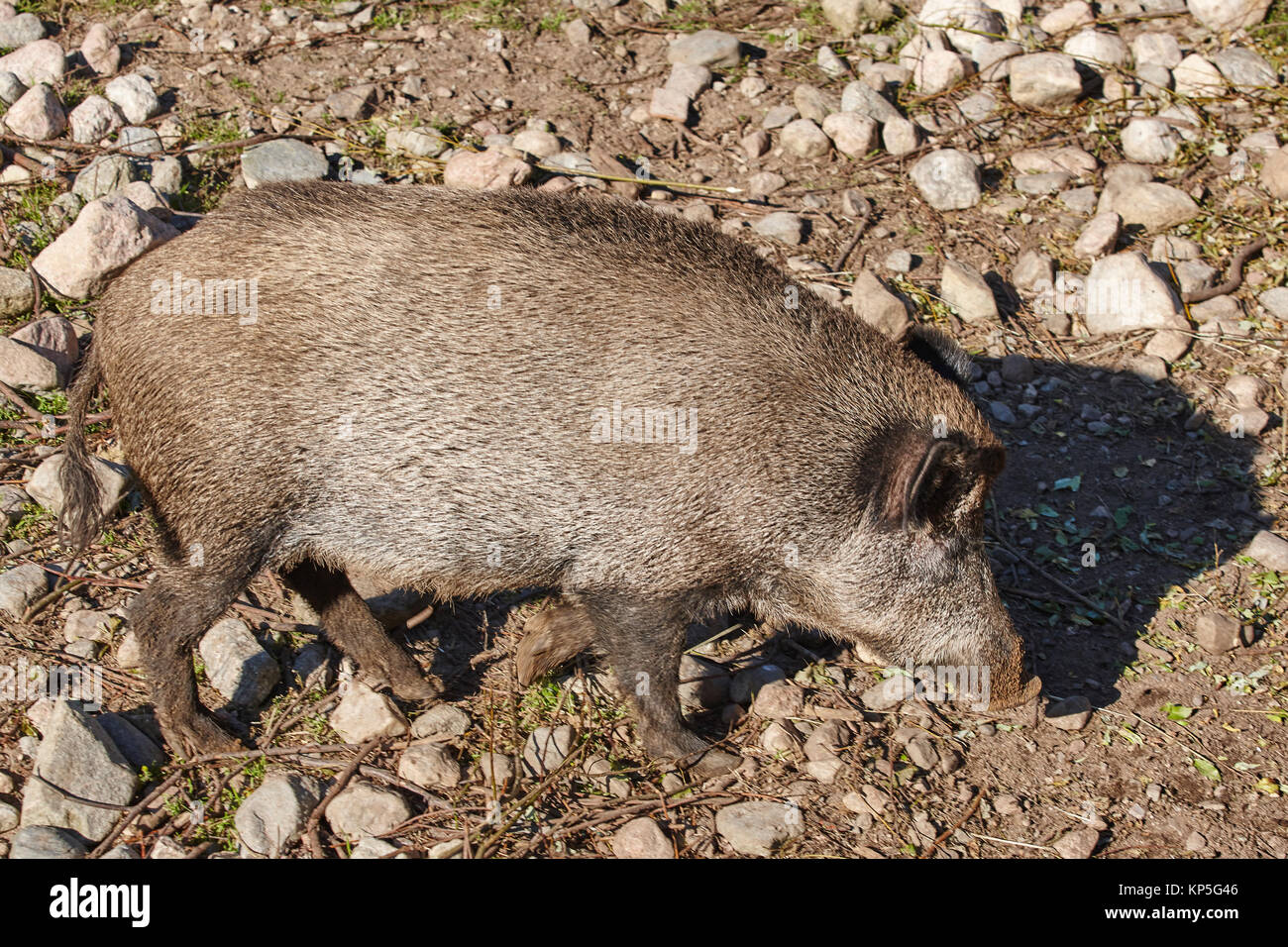 Female wild boar feeding on the ground. Animal background. Horizontal ...