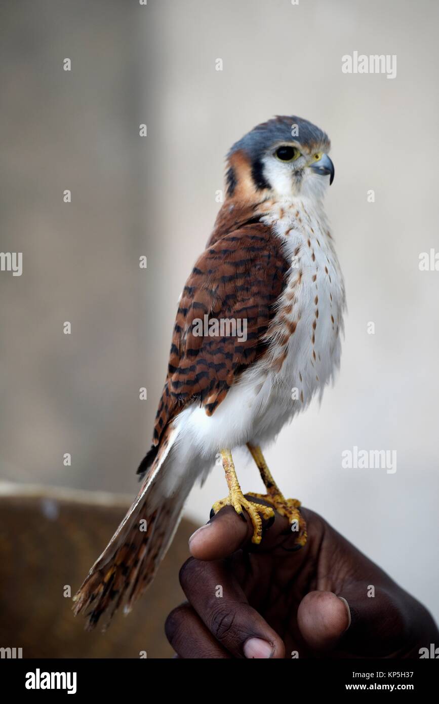 Bird to human hi-res stock photography and images - Alamy